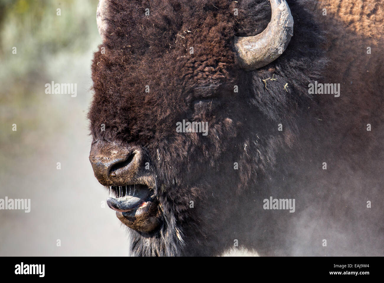 Yellowstone buffalo august hi-res stock photography and images - Alamy