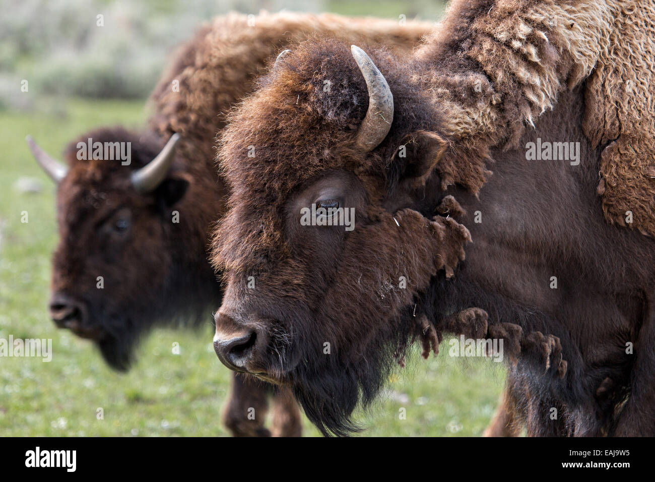American bison shedding winter coat hi-res stock photography and images ...