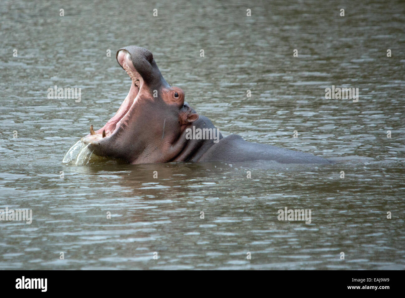 Gaping hippo hi-res stock photography and images - Alamy