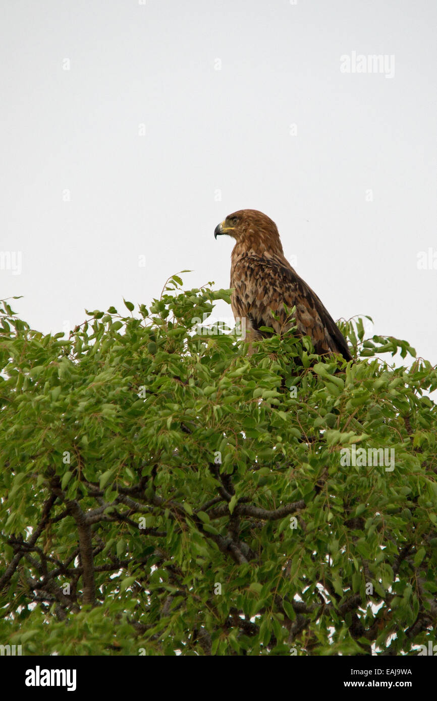 Eagle perch hi-res stock photography and images - Alamy