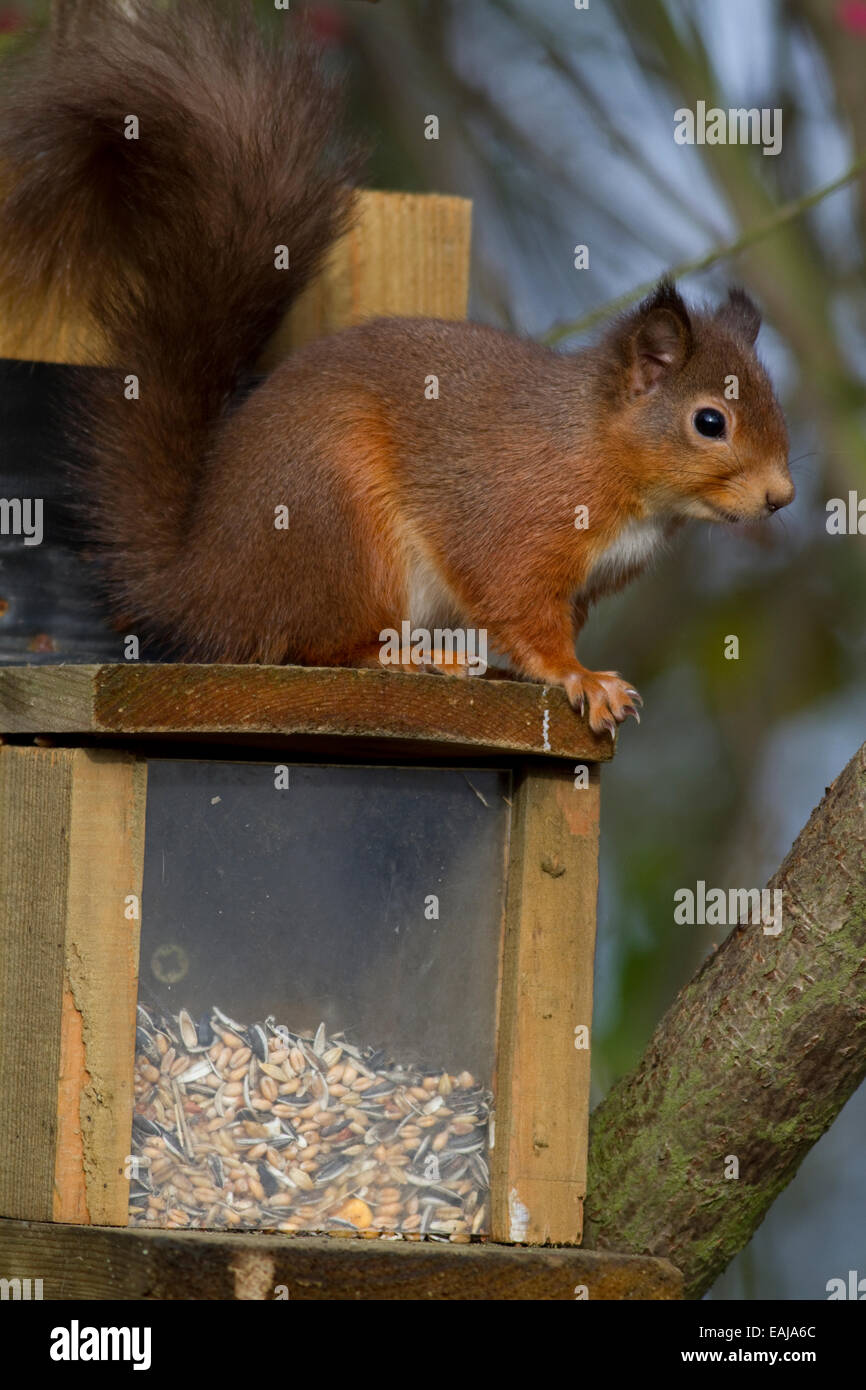 Red Squirrel and feeding box Stock Photo - Alamy