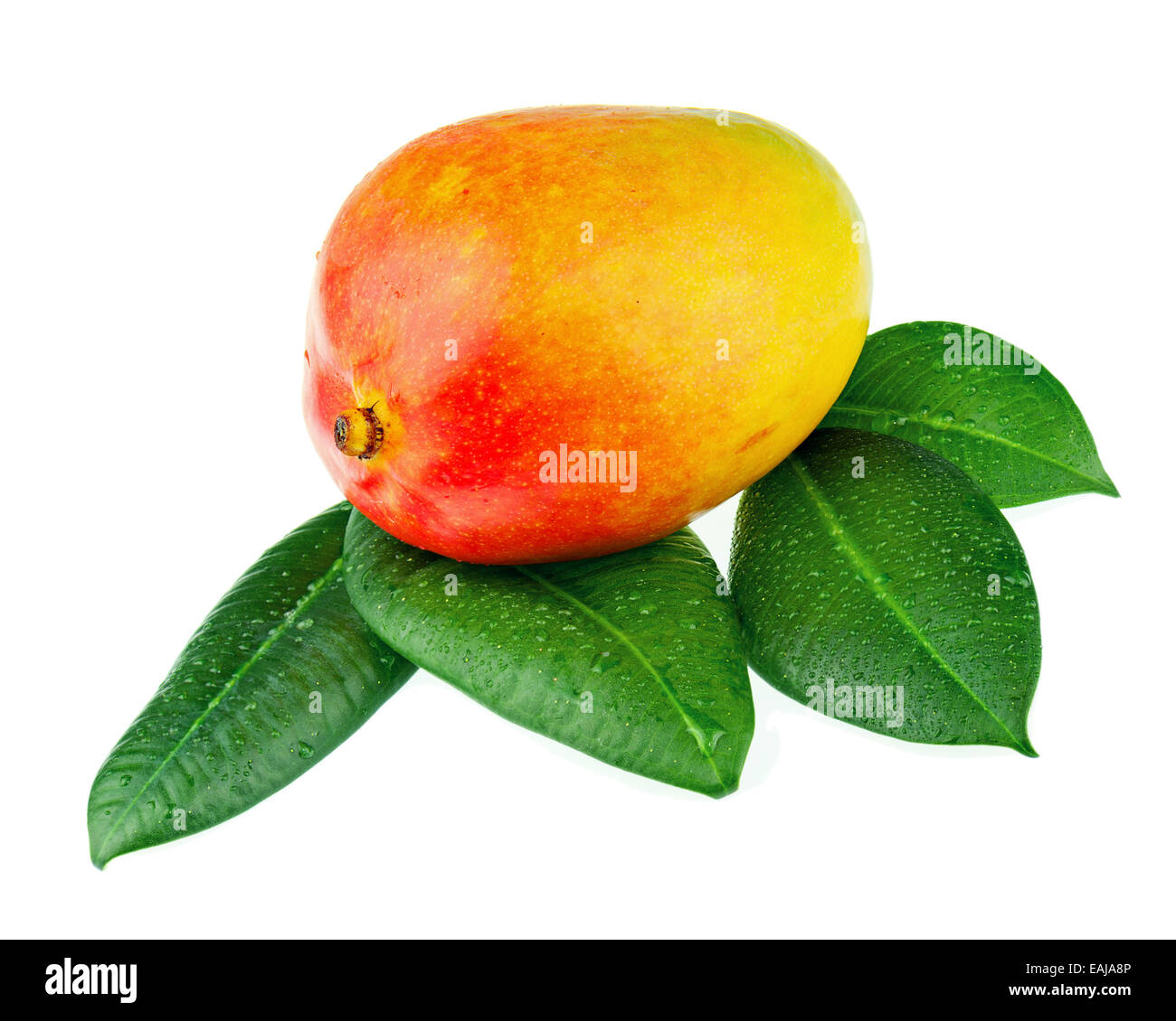 Fresh mango fruit with green leaves isolated on white background ...