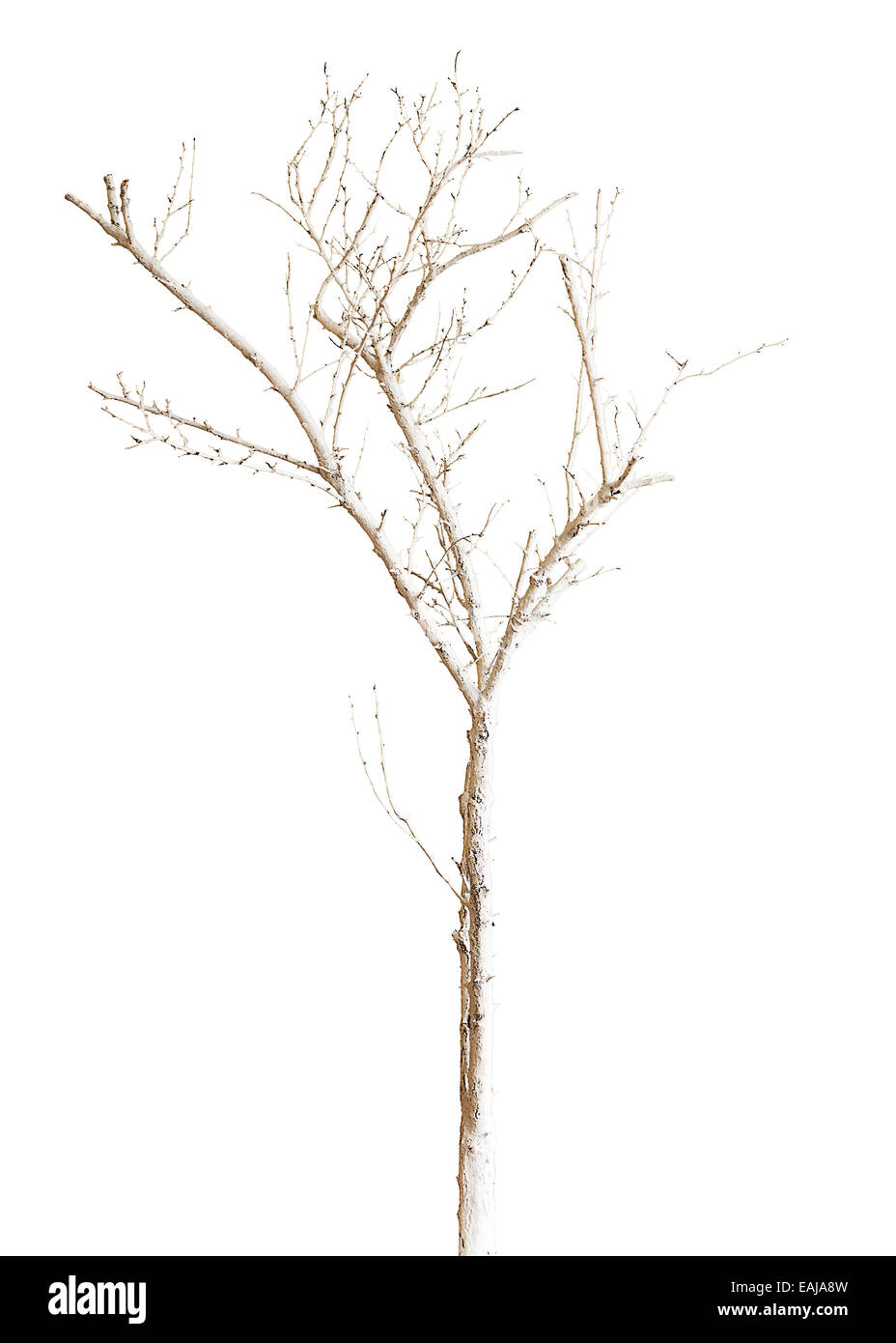 Dry Tree Painted with Paint Isolated on White Background. Closeup Stock ...