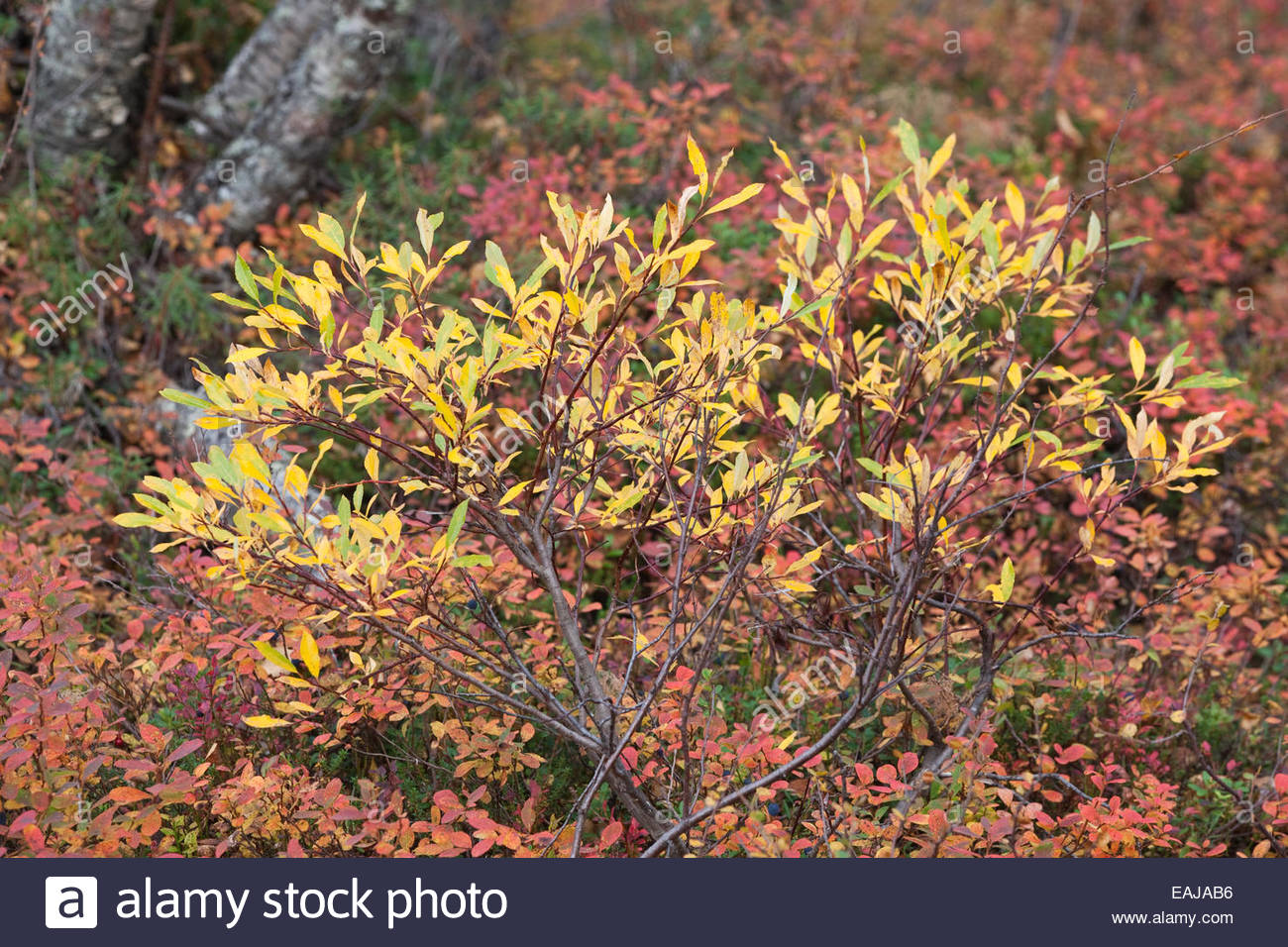 Lapland Willow Stock Photos & Lapland Willow Stock Images - Alamy