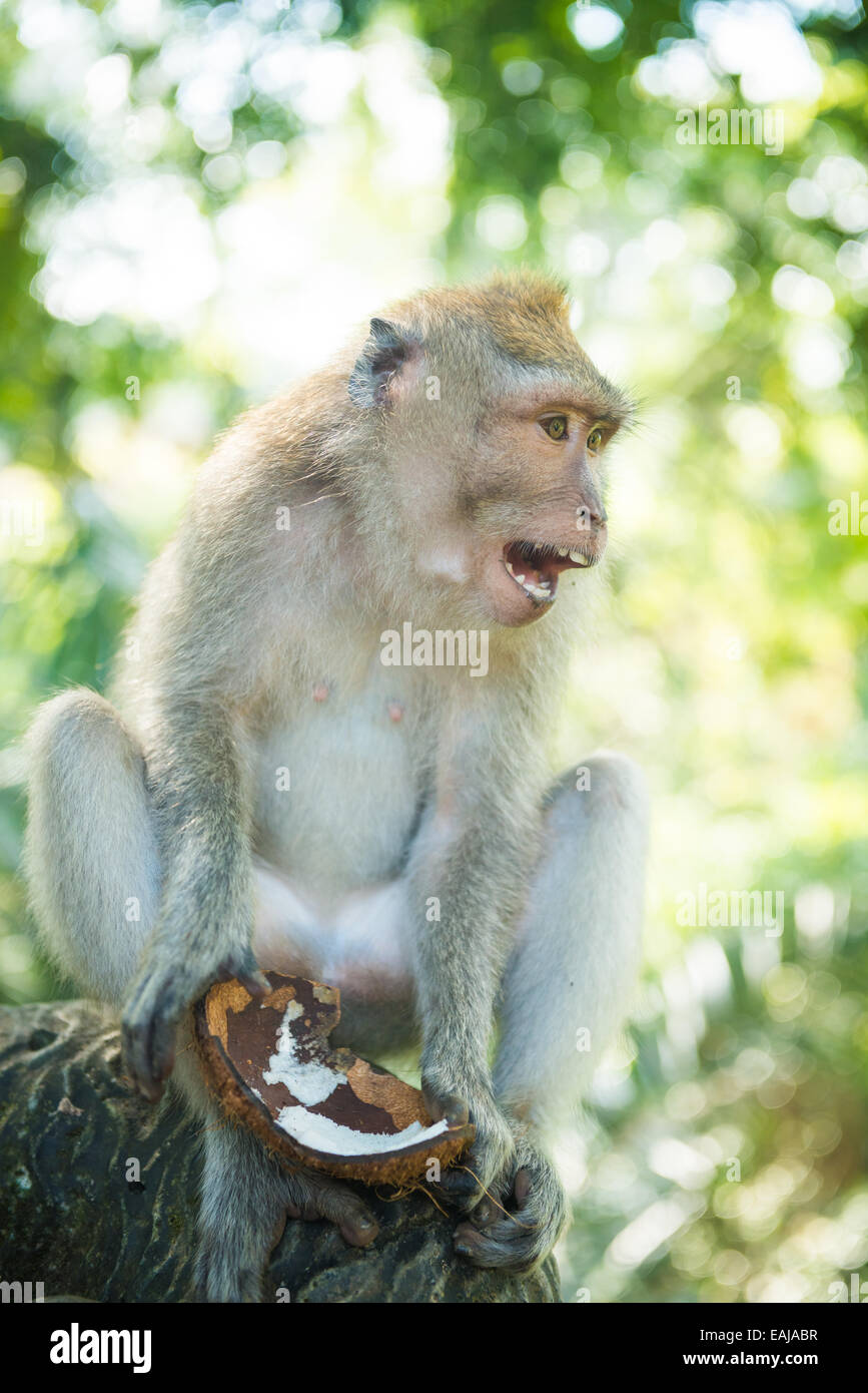 Monkey eating a coconut hi-res stock photography and images - Alamy