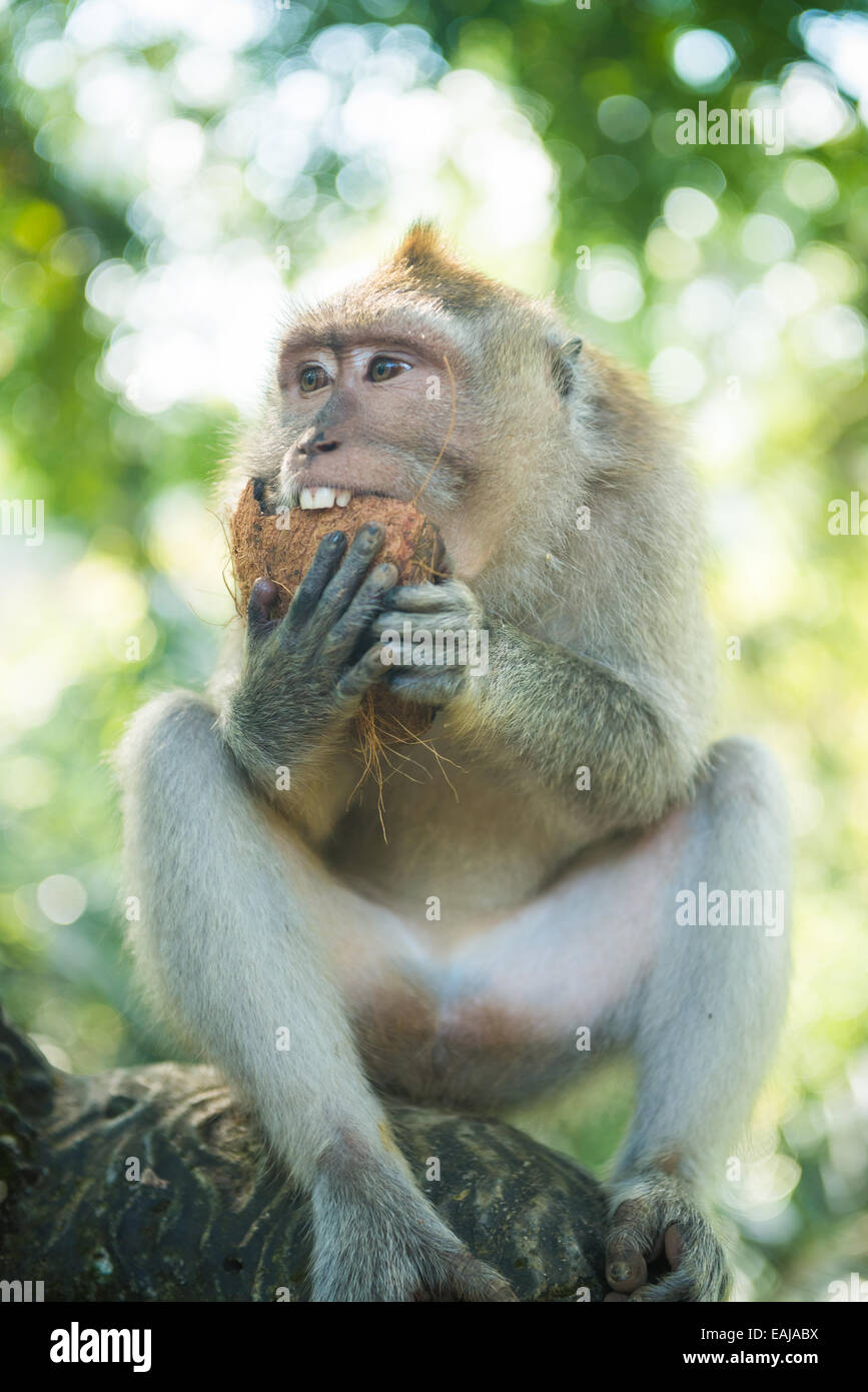 Macaque monkey having a coconut as dessert Stock Photo - Alamy