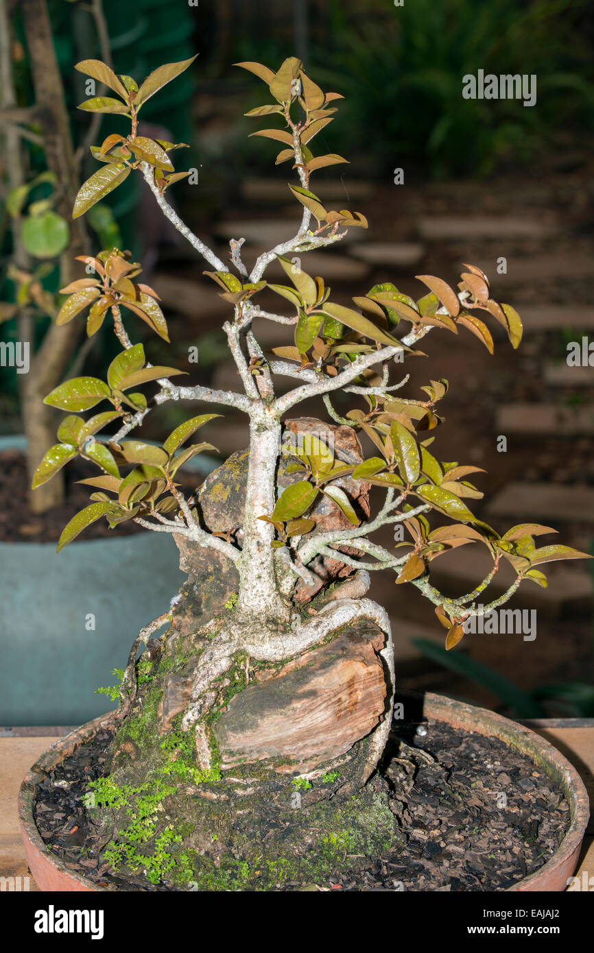 Miniature trees hi-res stock photography and images - Alamy
