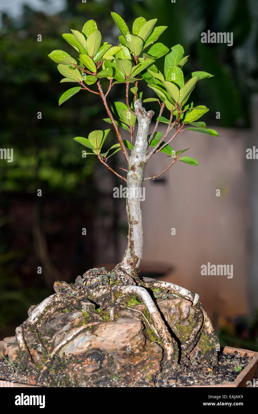 Miniature trees hi-res stock photography and images - Alamy