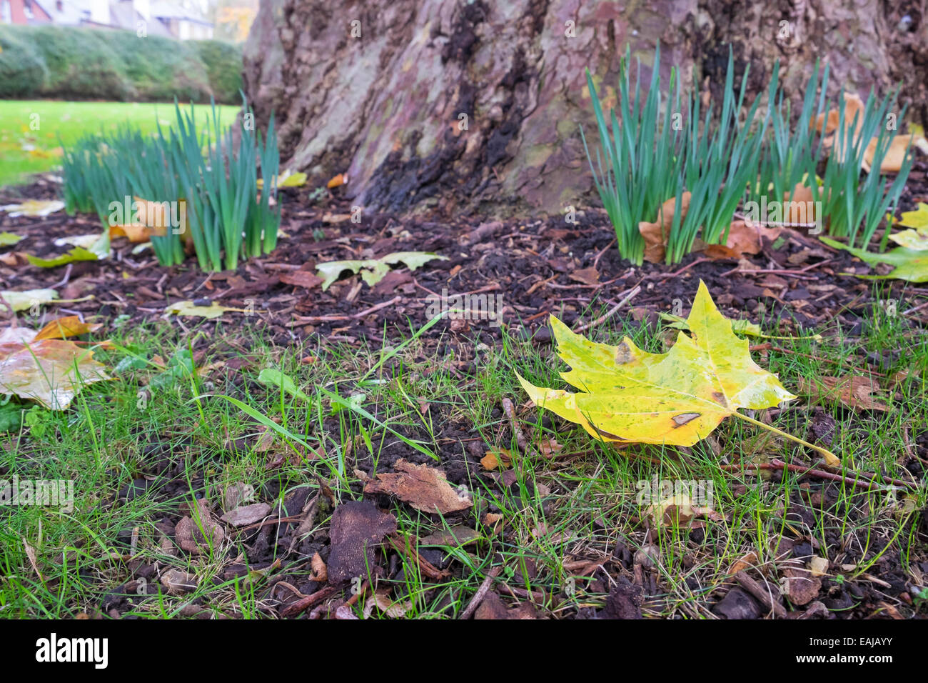 Fallen London Plane Tree Leaf High Resolution Stock Photography and ...