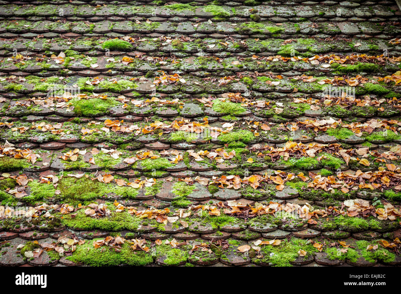 old grungy roof tiles overgrown with moss Stock Photo - Alamy