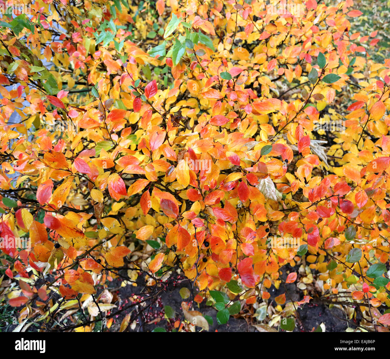 Beautiful yellow and red leaves on an autumn bush Stock Photo - Alamy