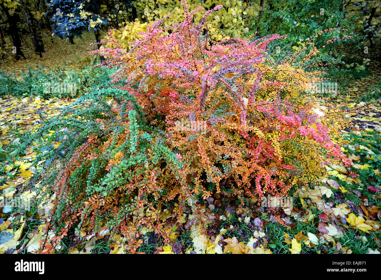 Beautiful yellow and red leaves on an autumn bush Stock Photo - Alamy