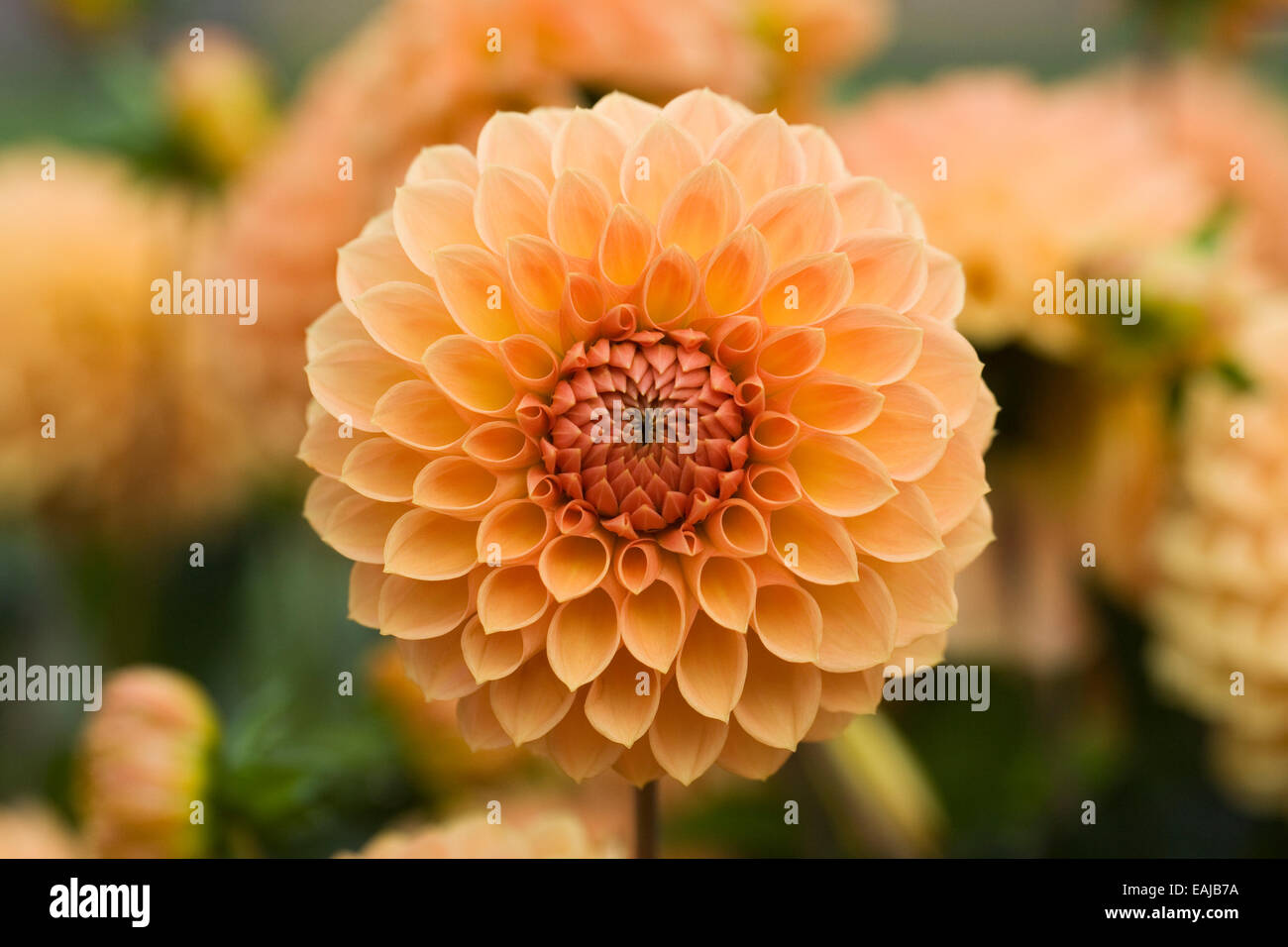 Oakwood Naranga High Resolution Stock Photography and Images - Alamy