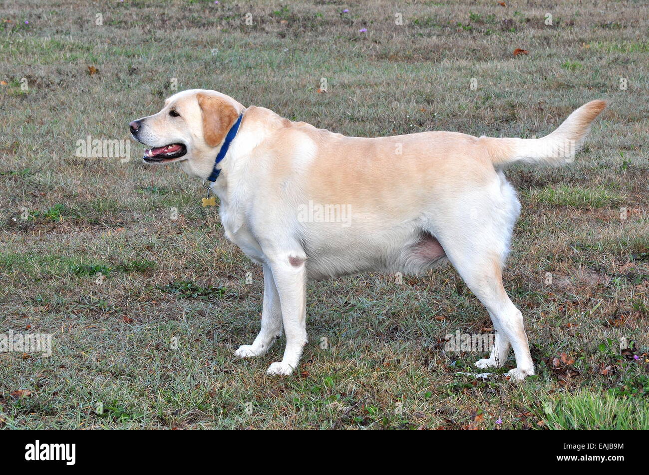 Yellow Labrador Retriever Stock Photo - Alamy