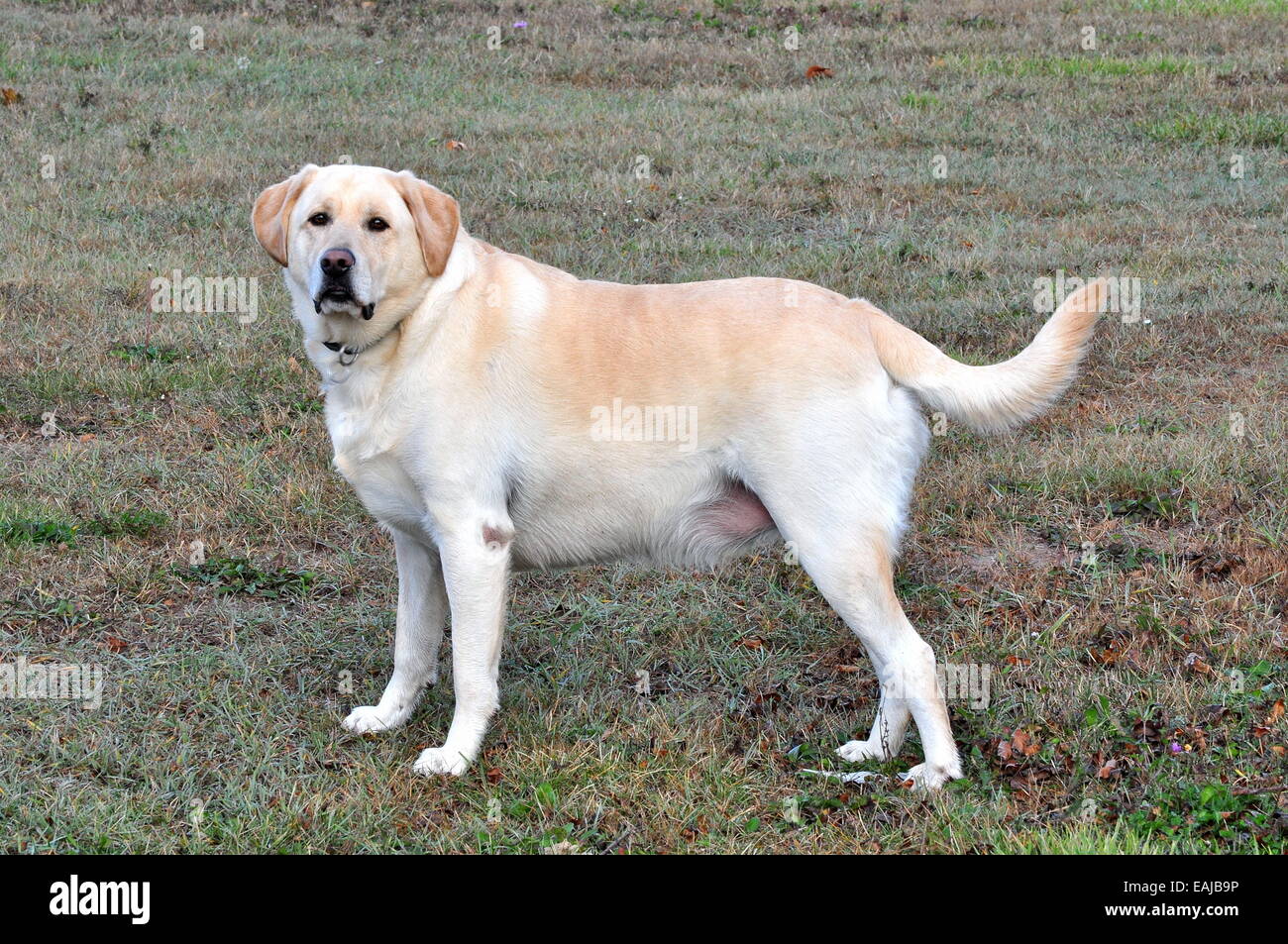 Yellow Labrador Retriever Stock Photo - Alamy