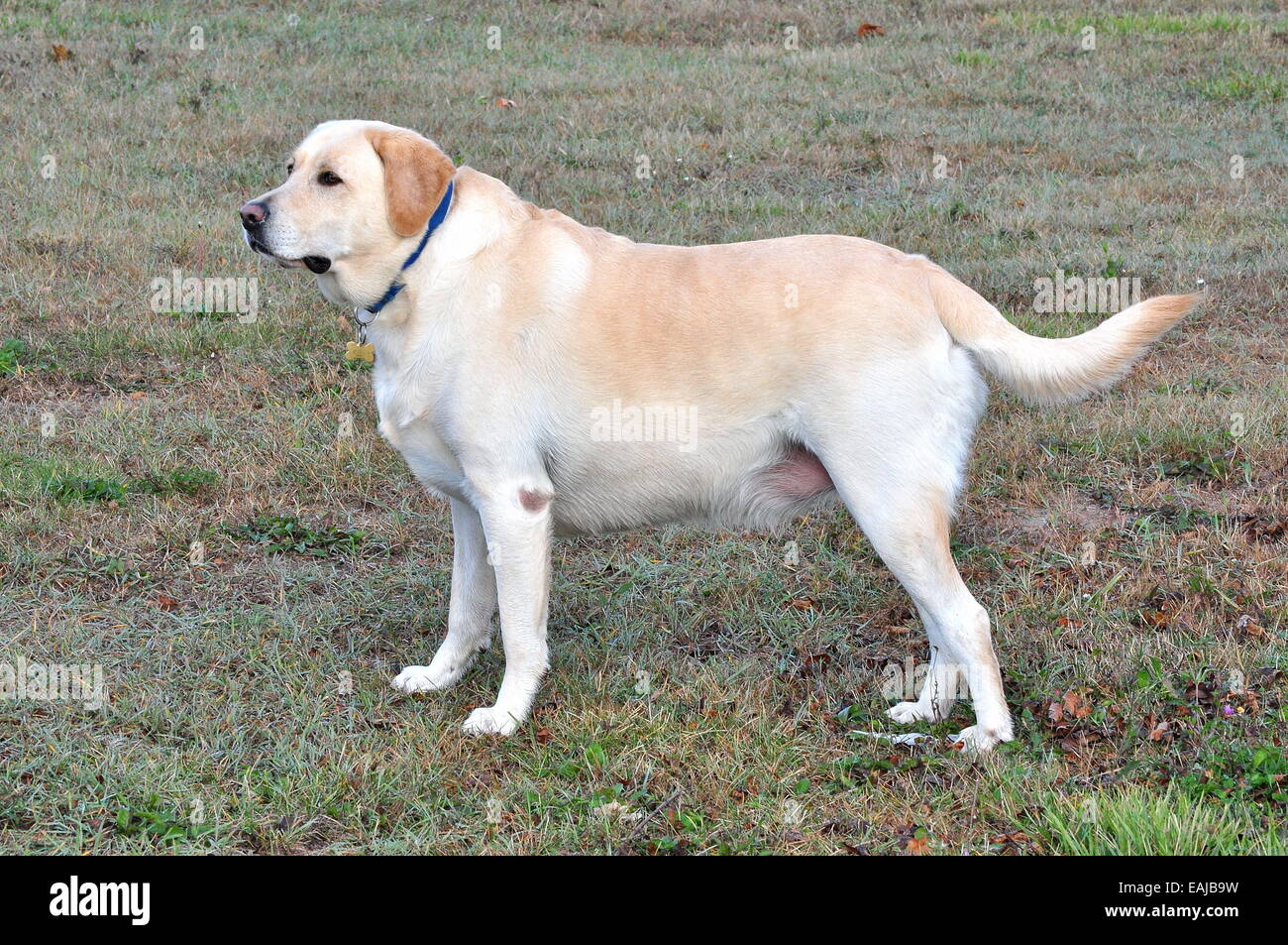 Yellow Labrador Retriever Stock Photo - Alamy