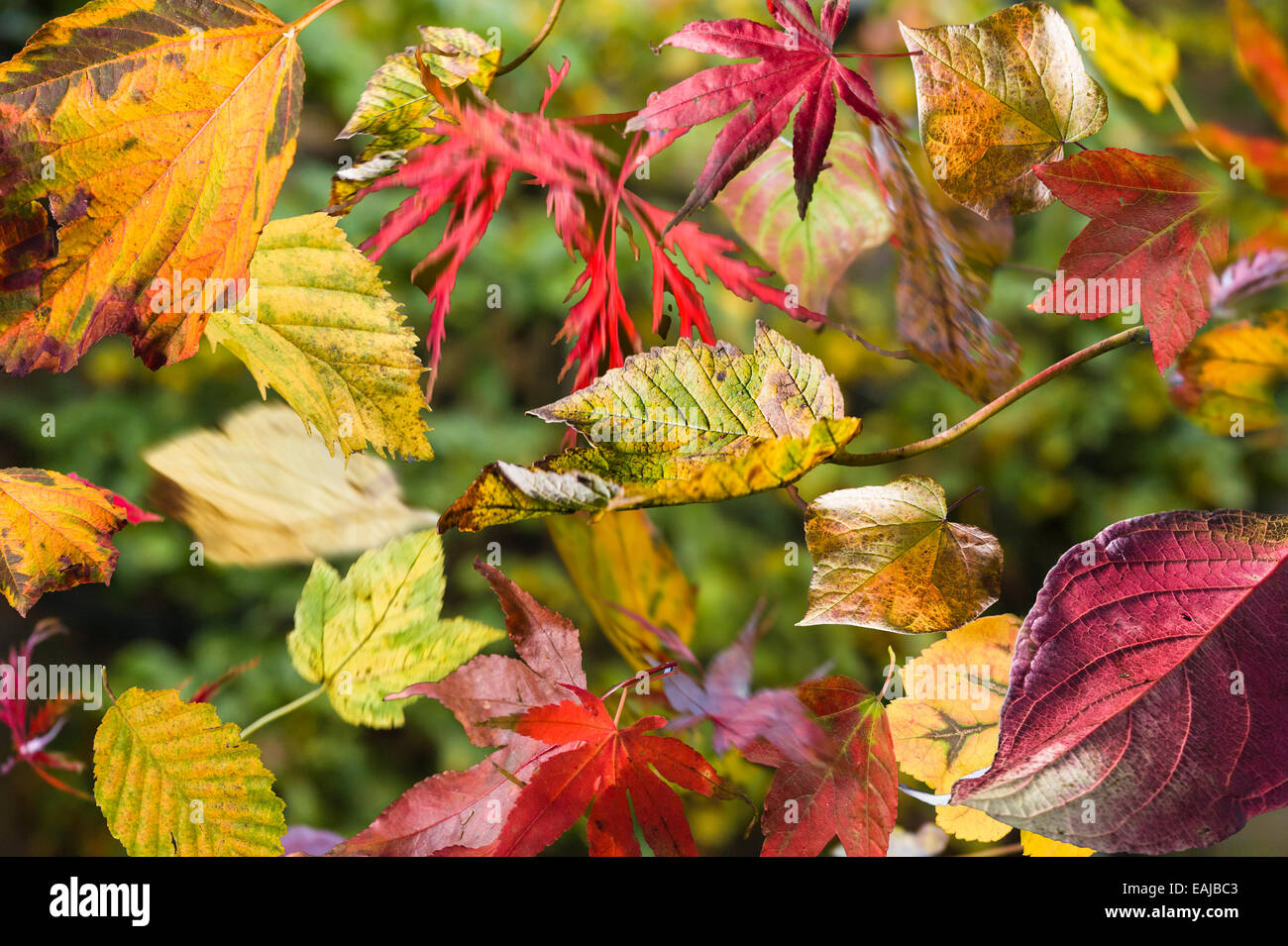Falling Autumn Leaves Close Up Stock Photos & Falling Autumn Leaves ...