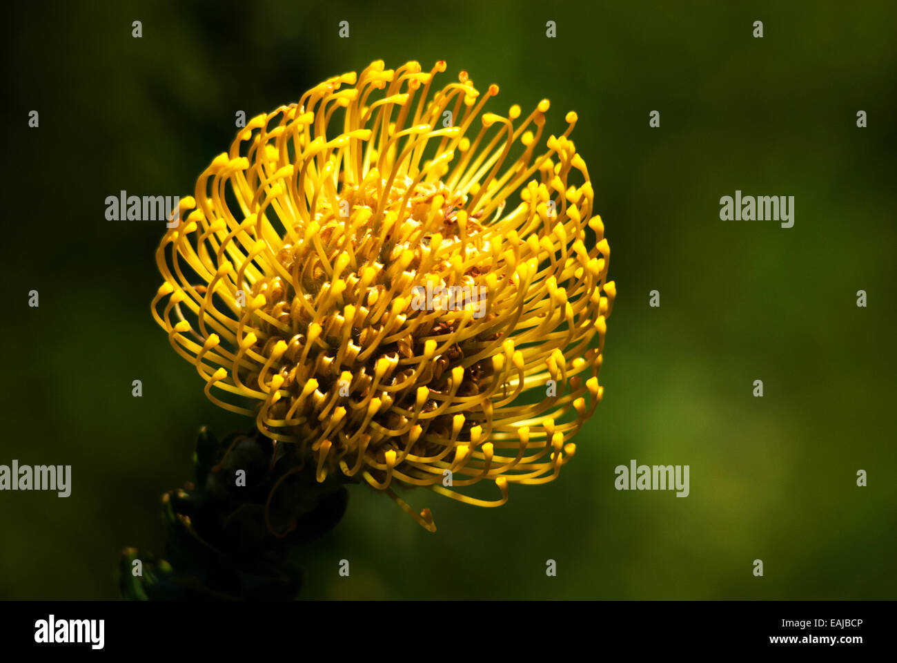 Yellow protea hi-res stock photography and images - Alamy