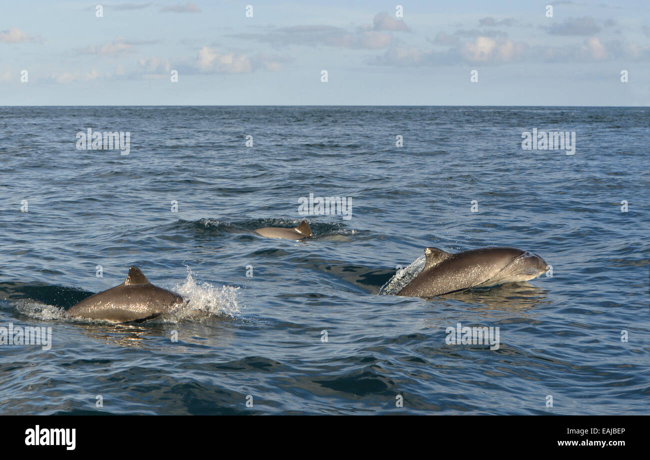 Harbour Porpoise - Phocoena phocoena Stock Photo - Alamy