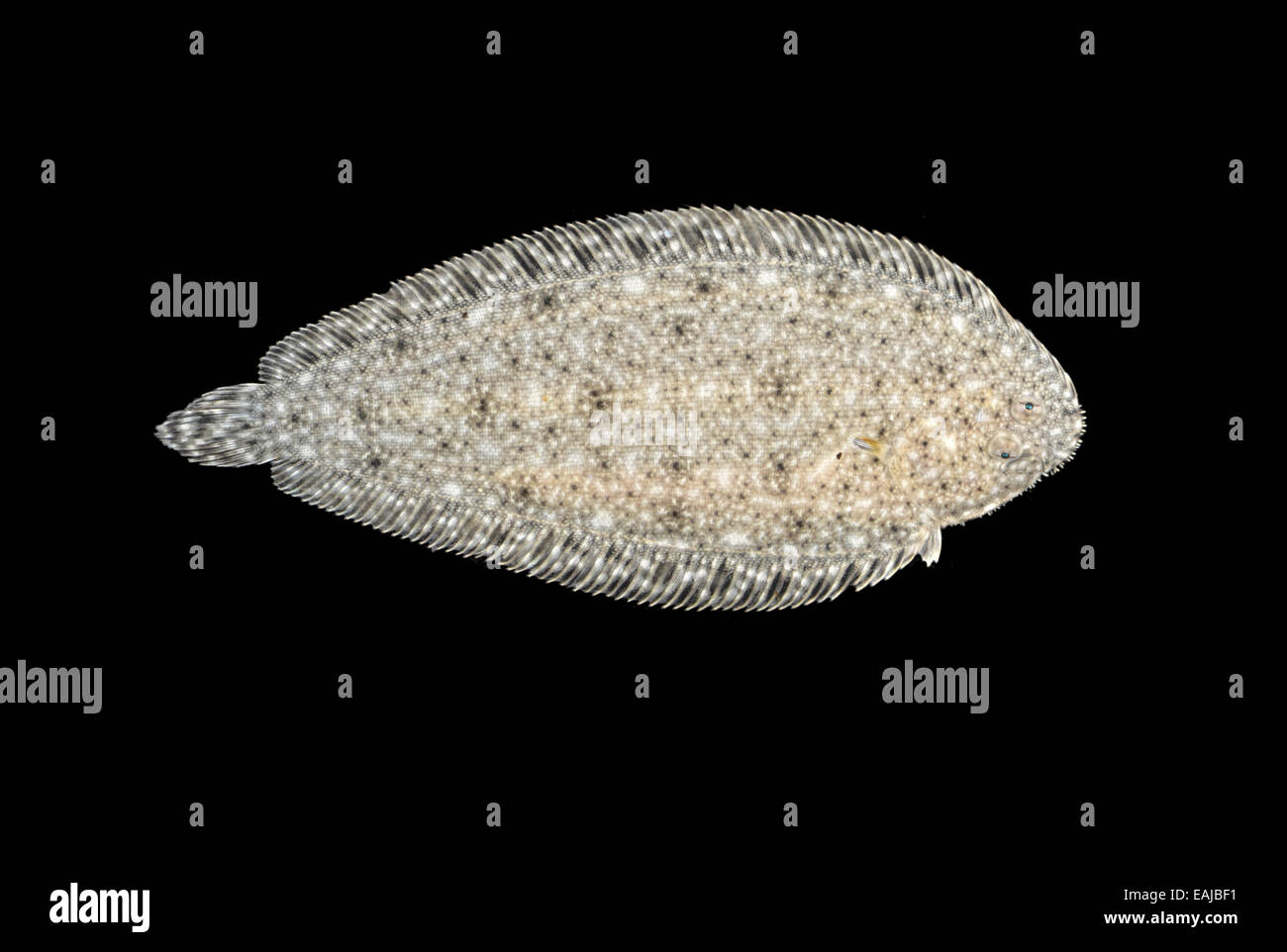 Flat fish sand sole hi-res stock photography and images - Alamy