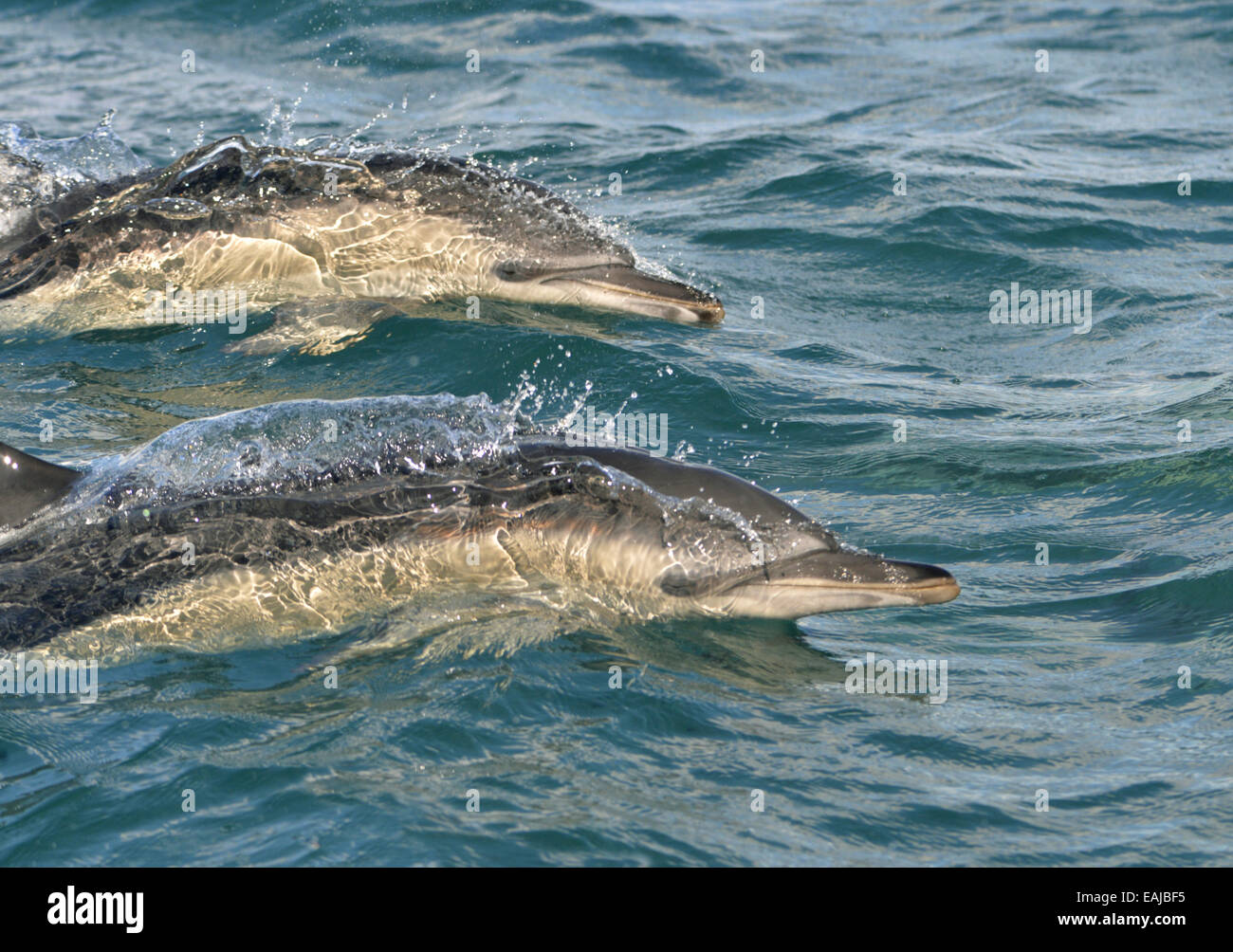 Short-beaked Common - Dolphin Delphinus delphis Stock Photo - Alamy