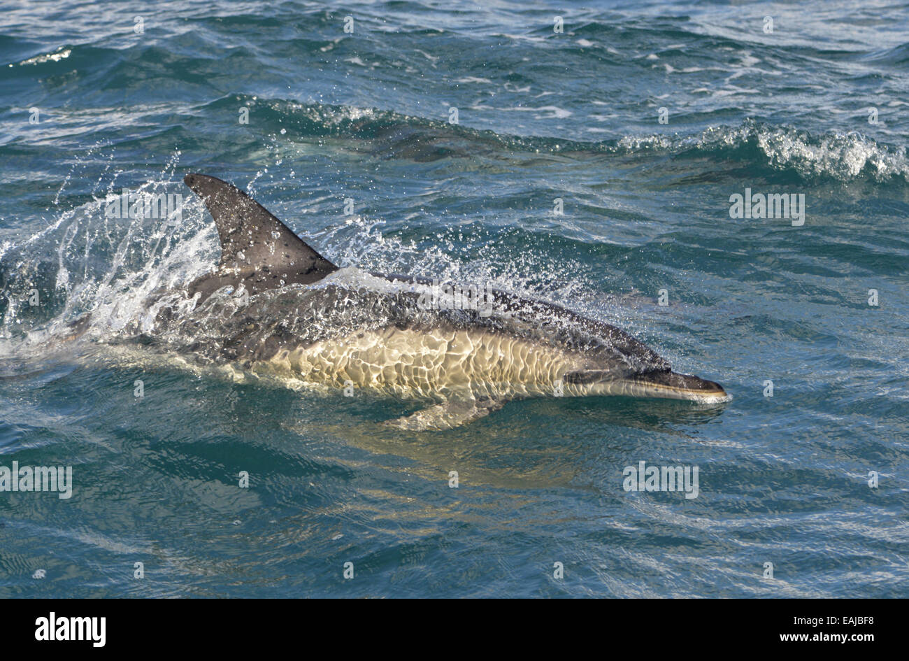 Short-beaked Common - Dolphin Delphinus delphis Stock Photo - Alamy