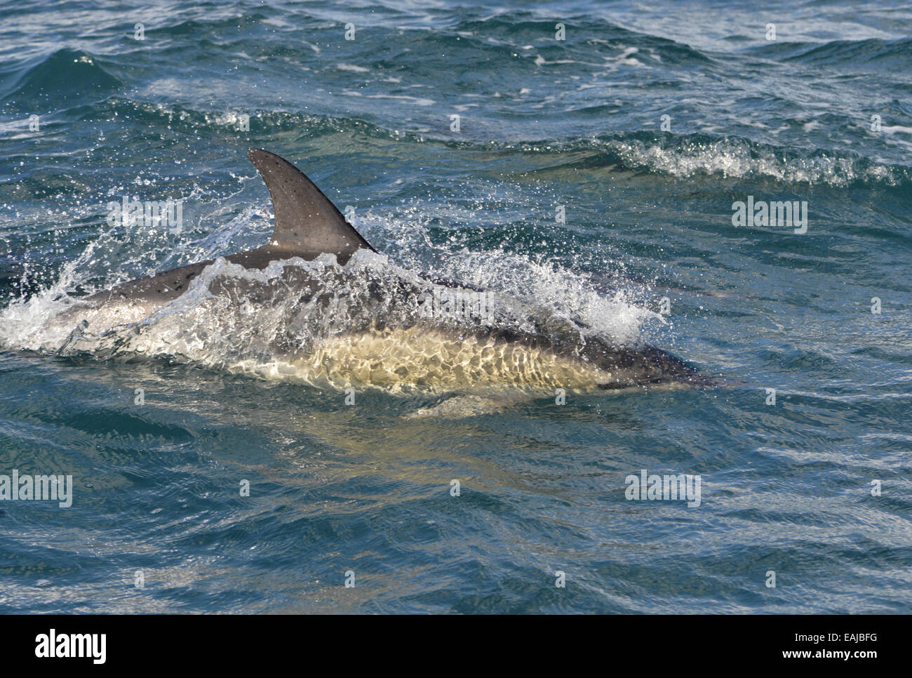 Short-beaked Common - Dolphin Delphinus delphis Stock Photo - Alamy