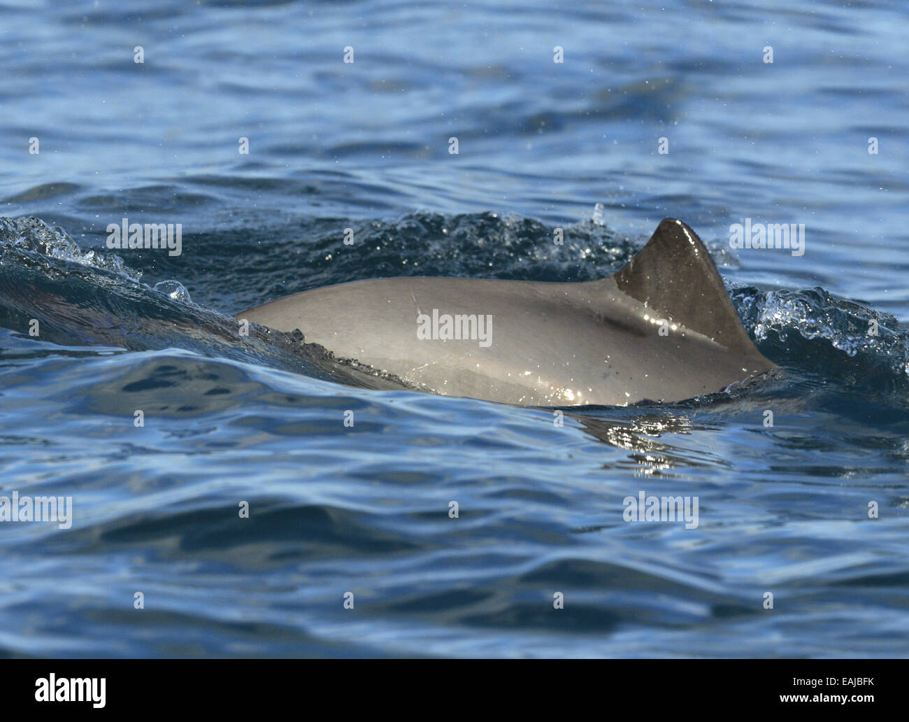 Harbour Porpoise - Phocoena phocoena Stock Photo - Alamy