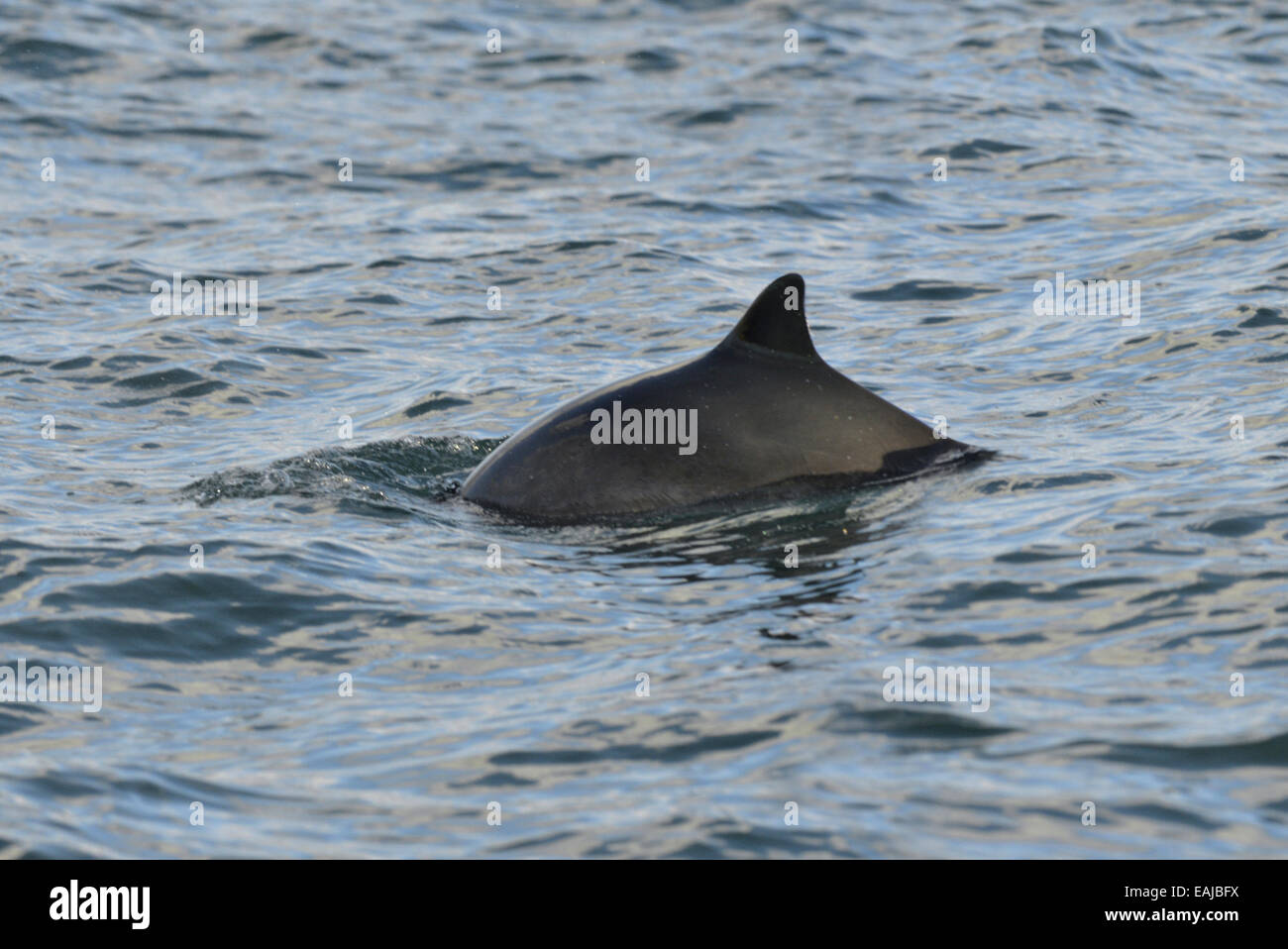 Harbour Porpoise - Phocoena phocoena Stock Photo - Alamy