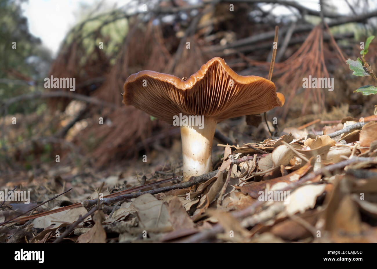 Lactarius rufus, Rufous Milkcap, pine tree forest Stock Photo - Alamy
