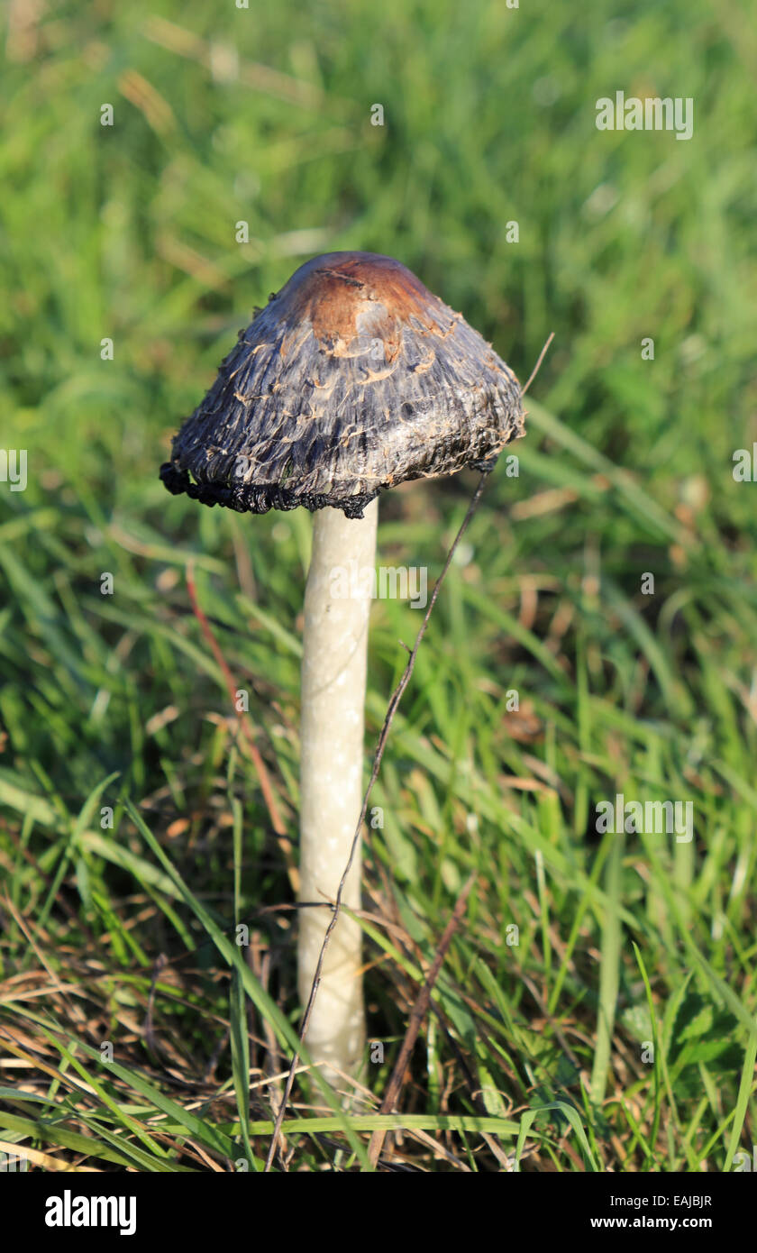 Black topped toadstool growing wild in Surrey field, England UK Stock ...