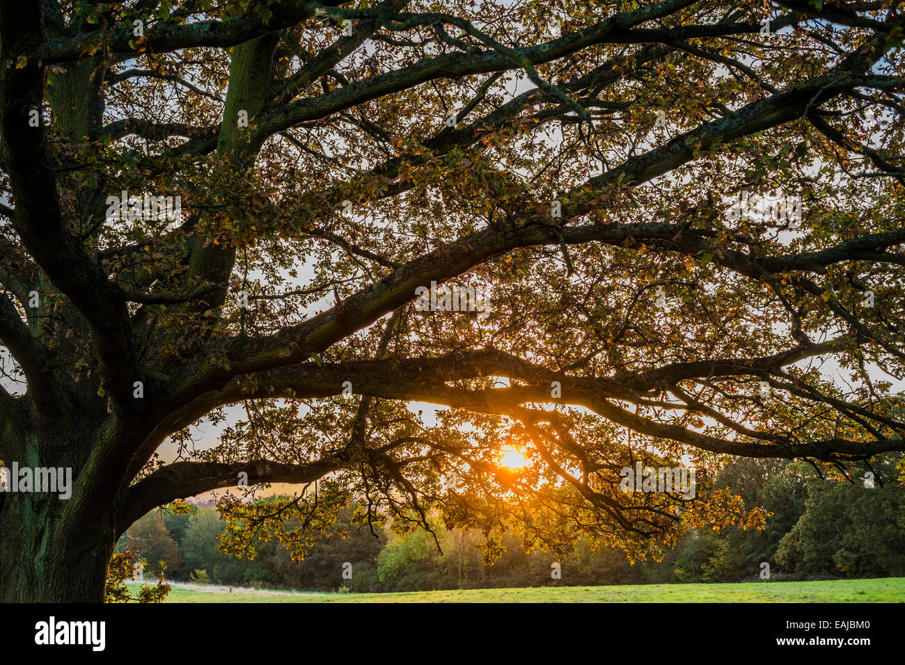 Autumn leaves on hampstead hi-res stock photography and images - Alamy