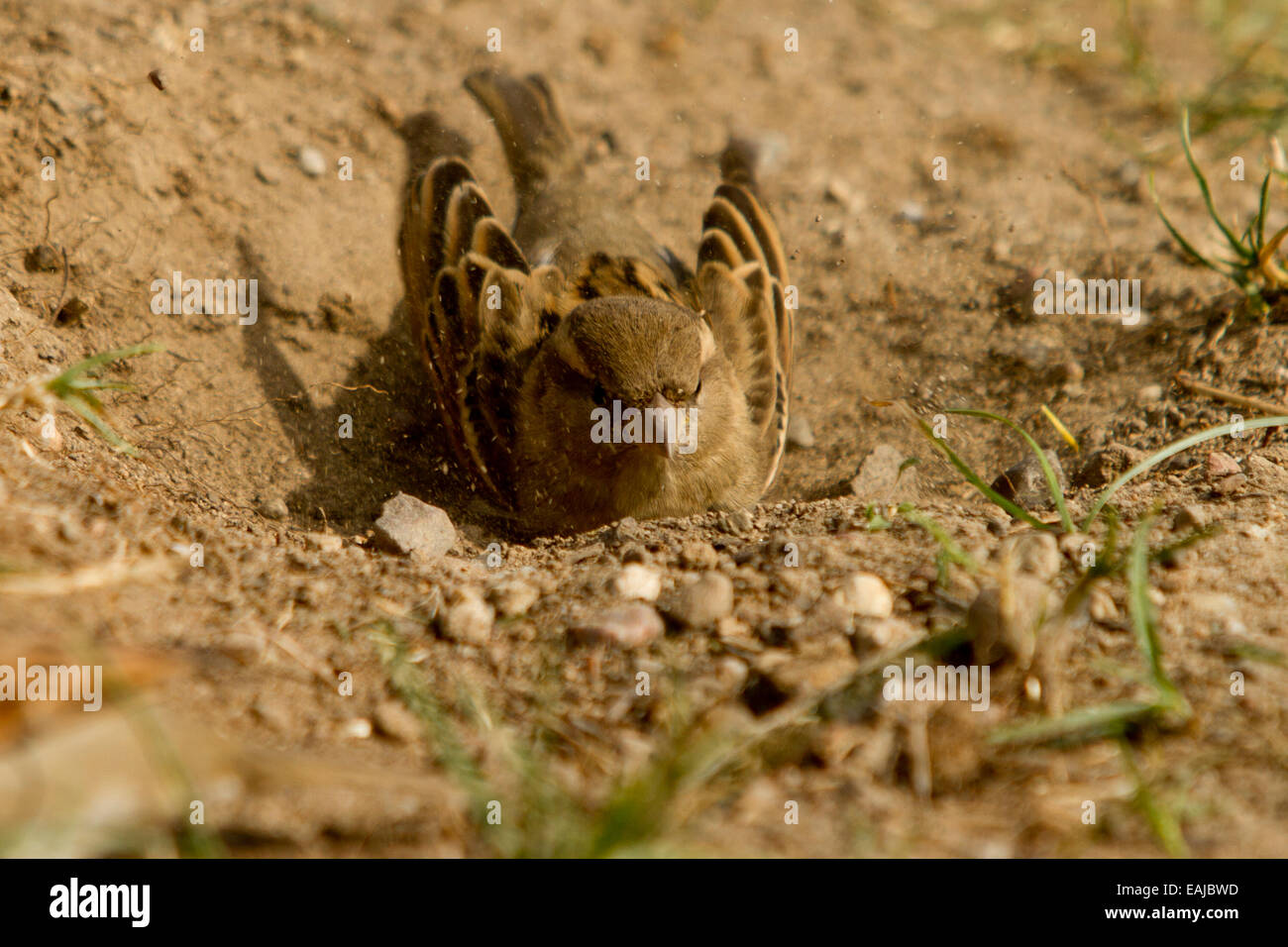Sparrow having a dust bath Stock Photo - Alamy