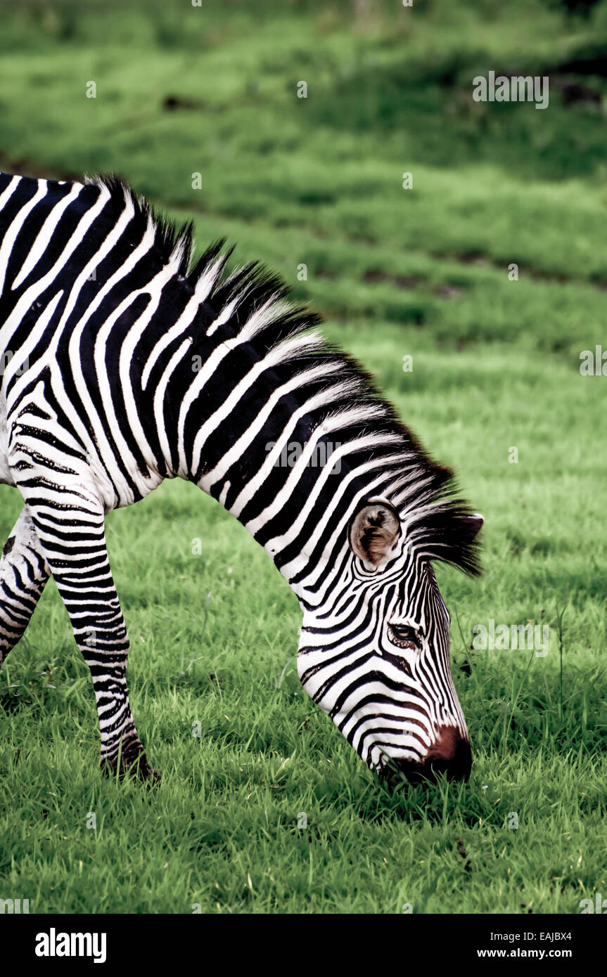 A zebra grazing on the green grass of the Lake Nakuru National Park in ...