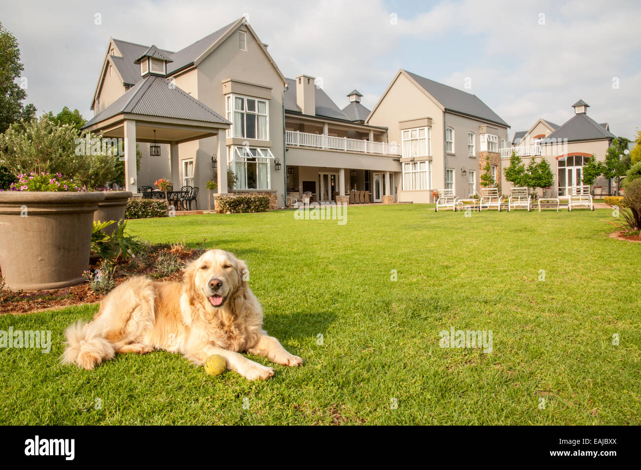 Golden Retriever at Home, lying relaxed in the beautiful big garden of ...