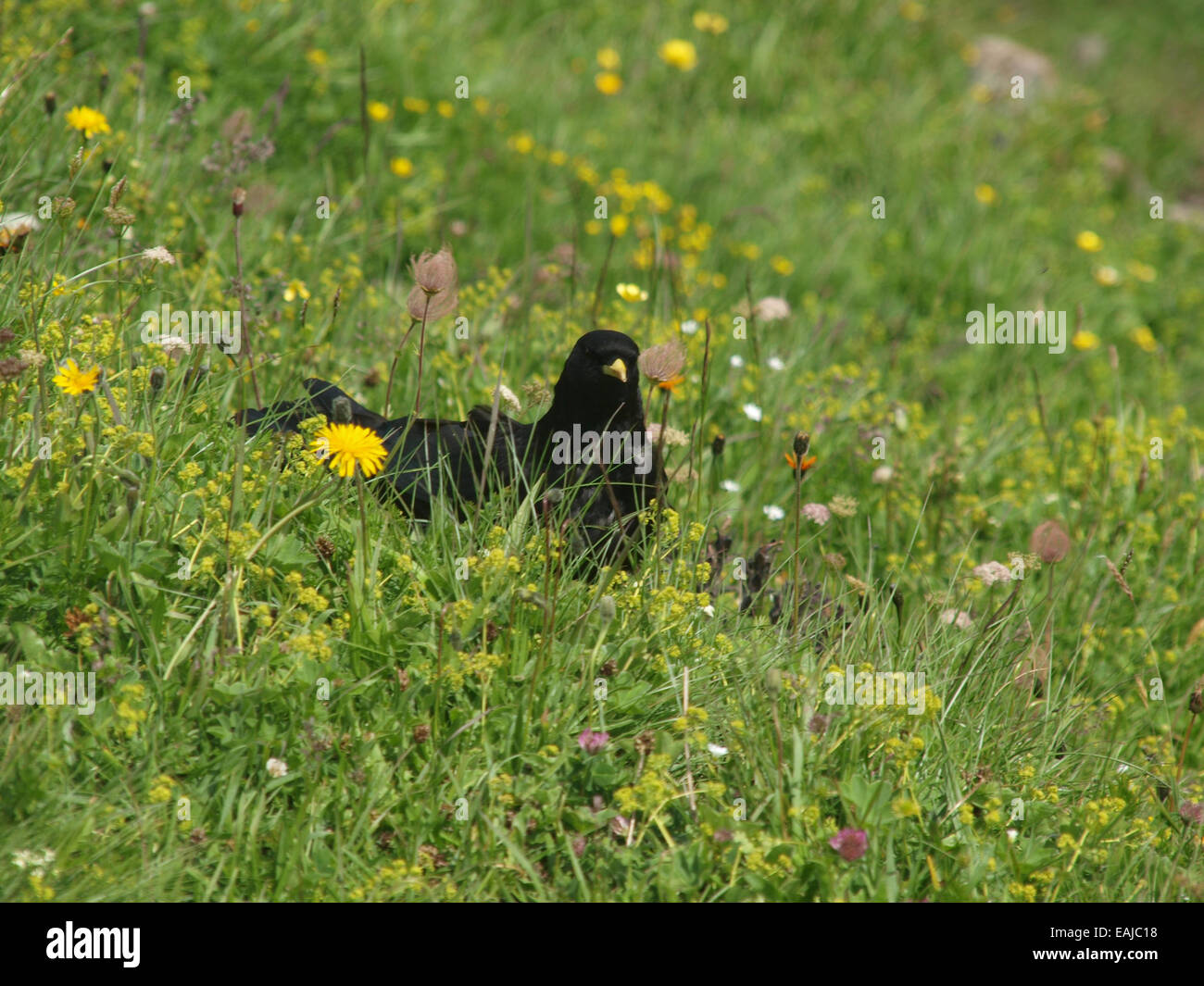 Chough mountain hi-res stock photography and images - Alamy