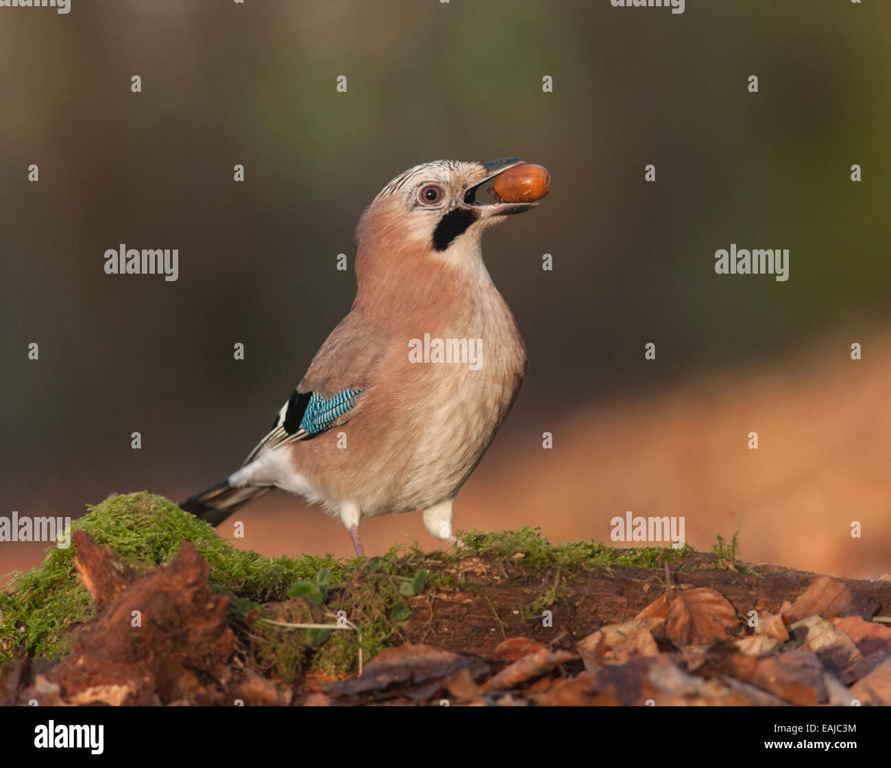 Eurasian Jay with acorn Stock Photo - Alamy