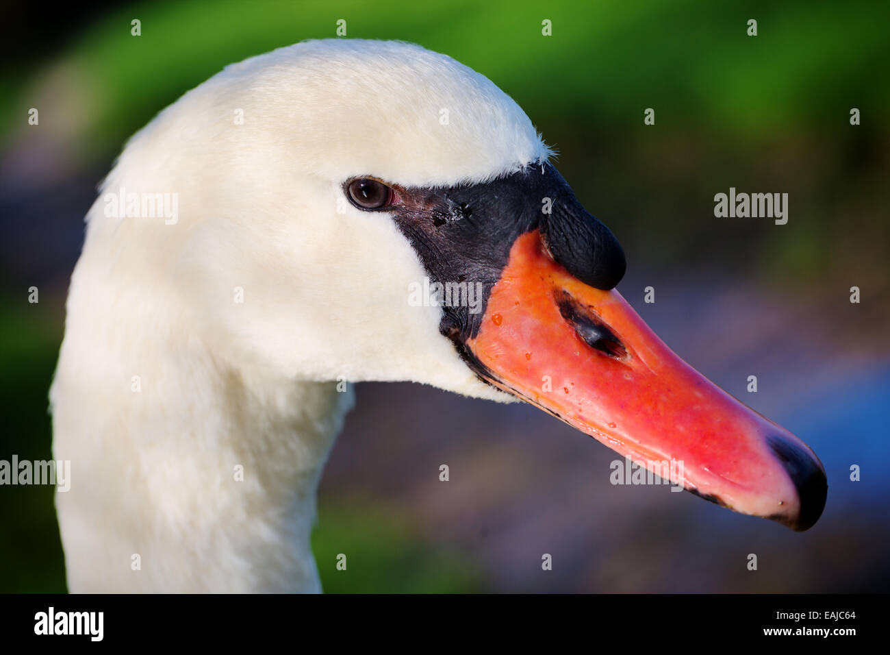 Cygnus species hi-res stock photography and images - Alamy
