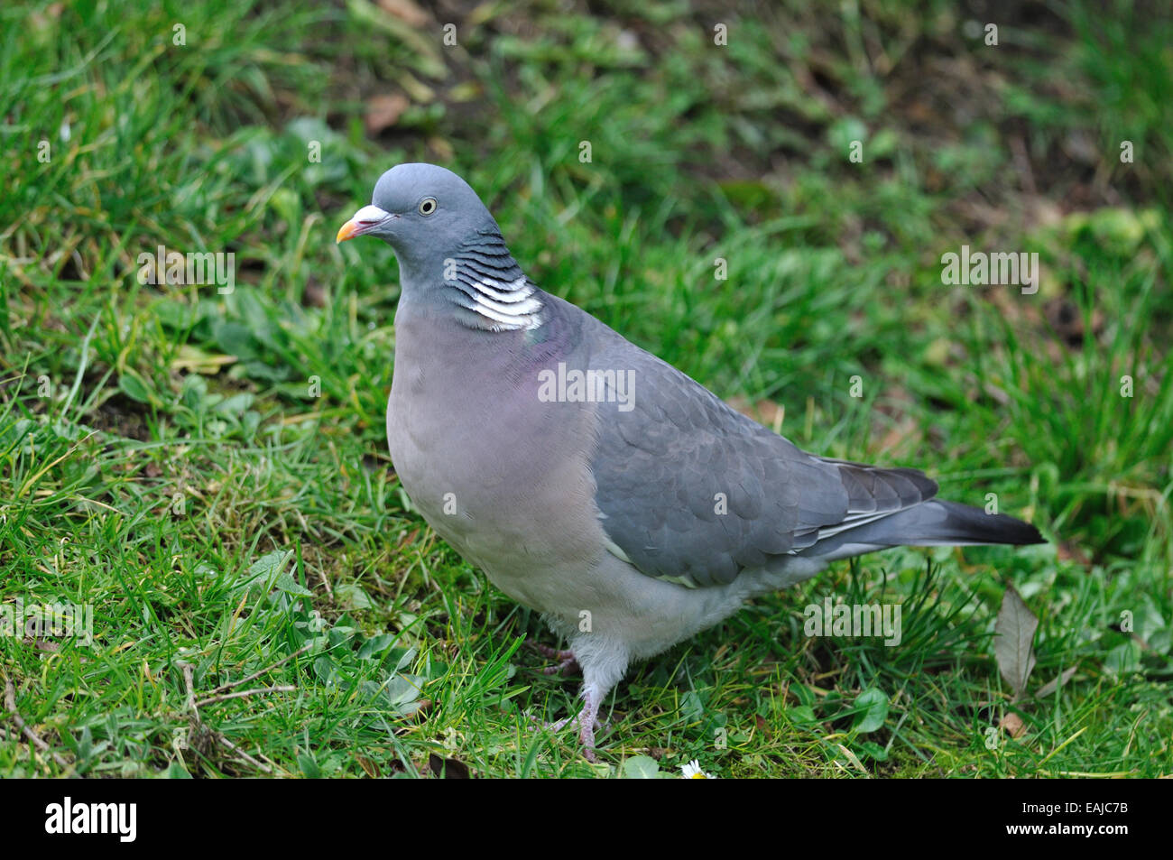 Woodpigeon Columba Palumbus Stock Photo - Alamy