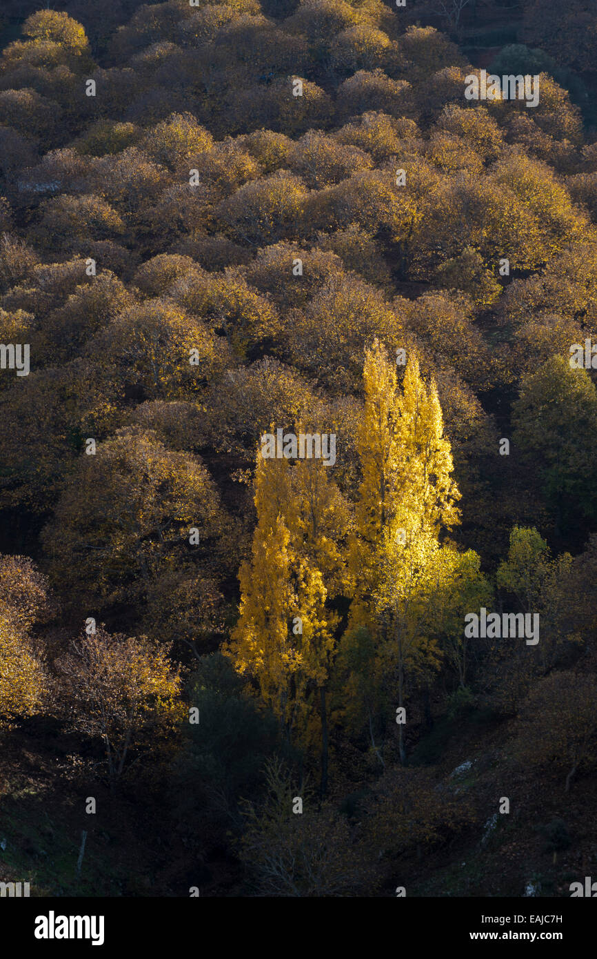 Chestnut tree castanea sp hi-res stock photography and images - Alamy