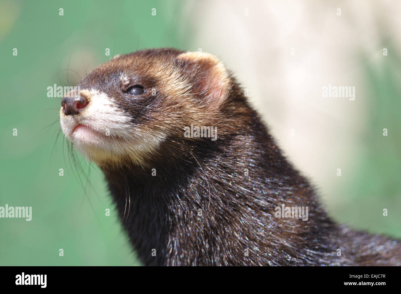 Mustela putorius hi-res stock photography and images - Alamy