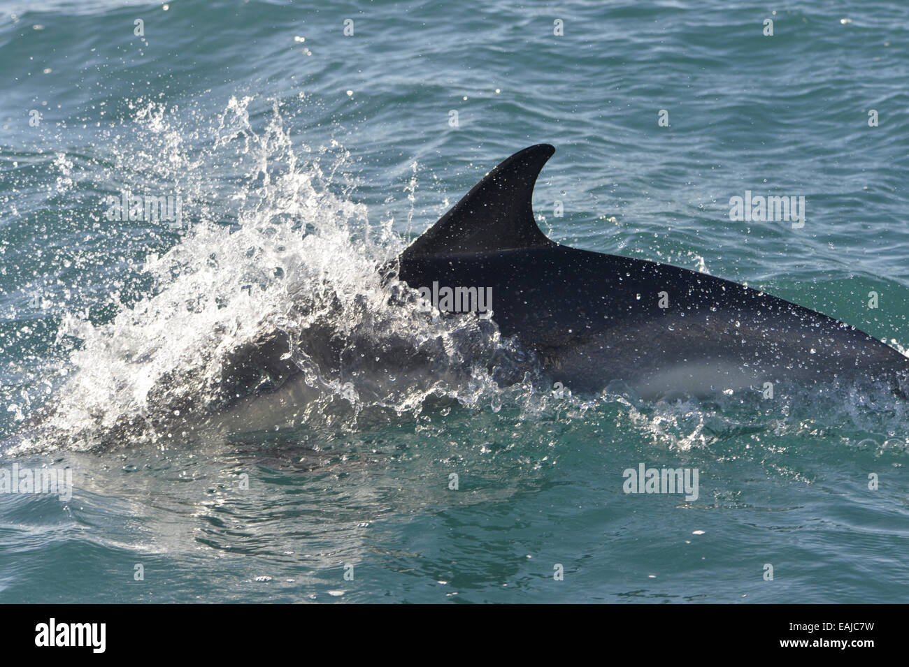 Short-beaked Common Dolphin Delphinus delphis Stock Photo - Alamy