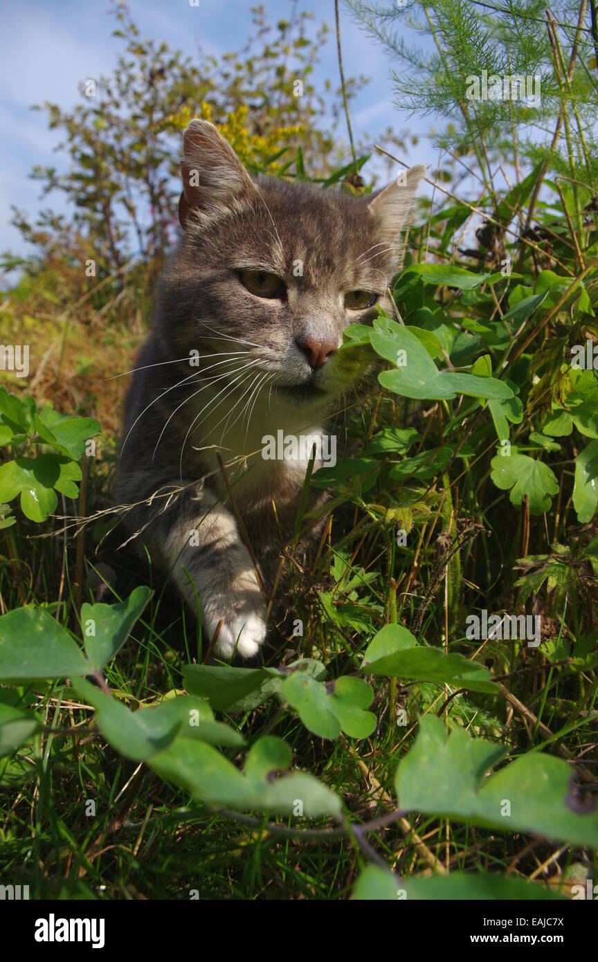 On a mouse hunt Stock Photo - Alamy