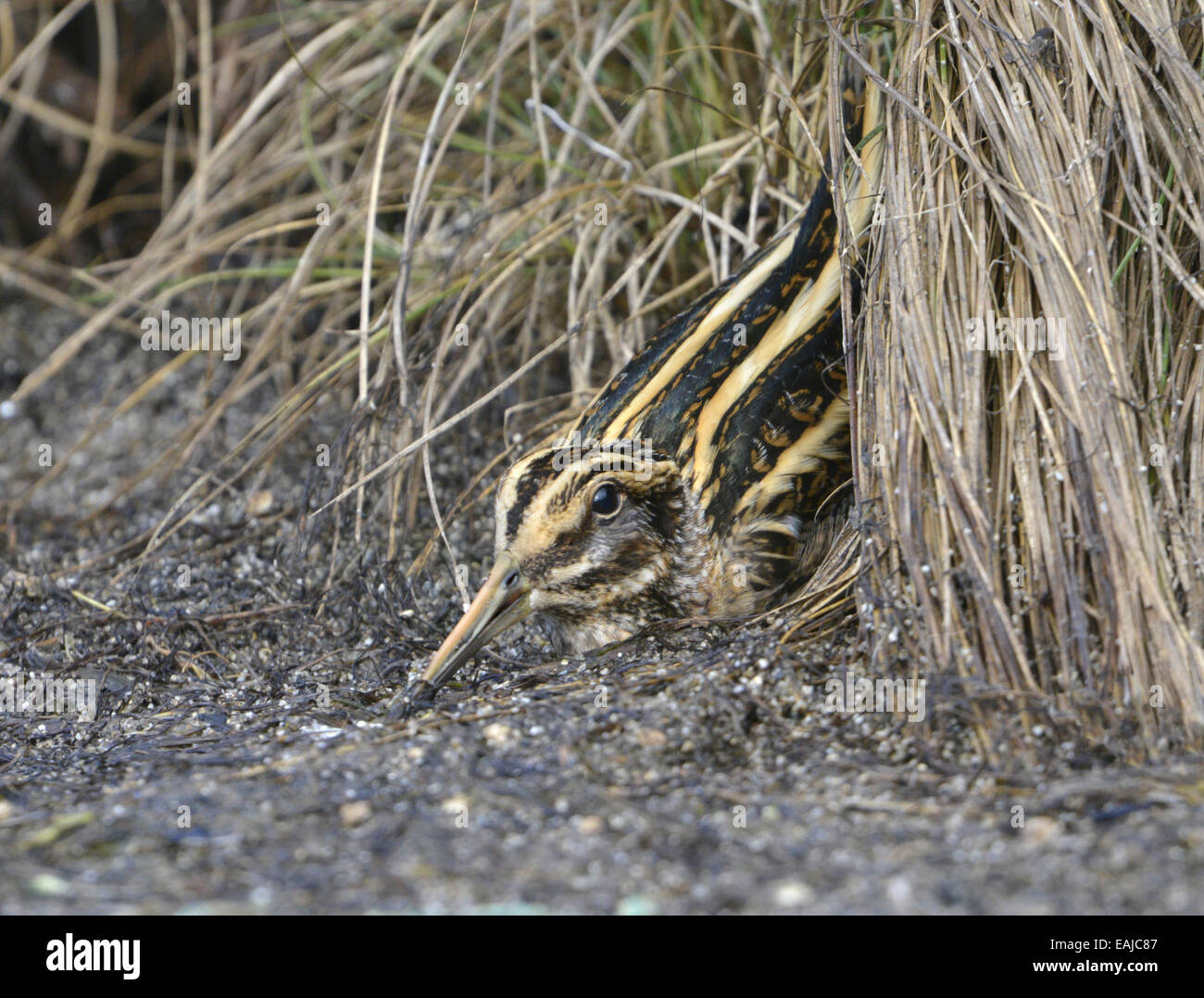 Jack snipe hi-res stock photography and images - Alamy
