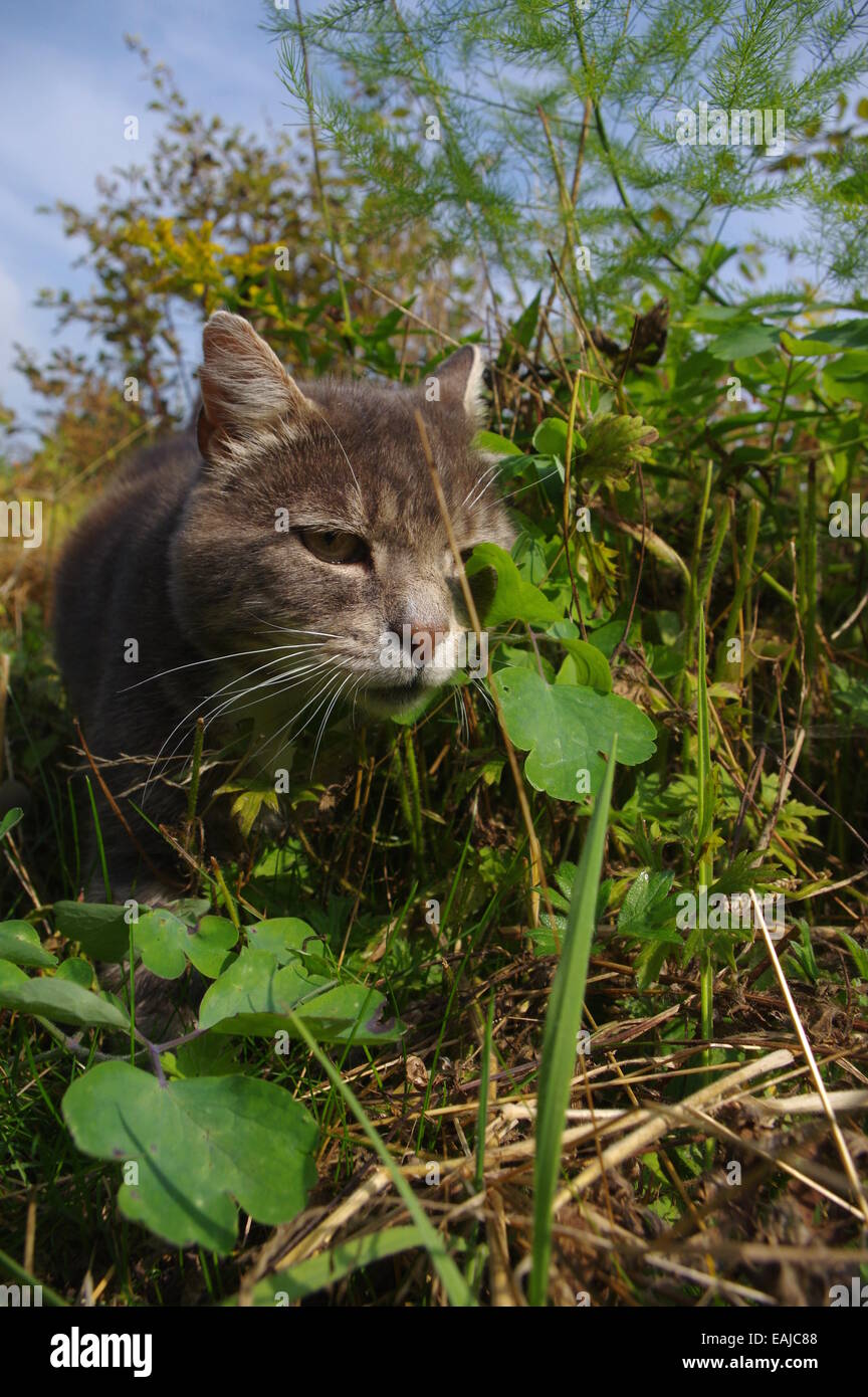 On a mouse hunt Stock Photo - Alamy