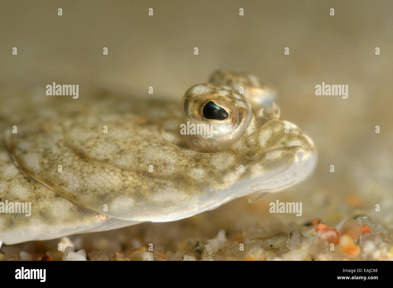 Plaice - Pleuronectes platessa Stock Photo - Alamy