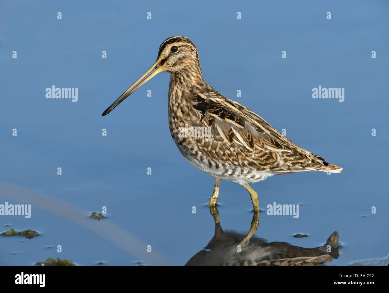 Snipe moor hi-res stock photography and images - Alamy
