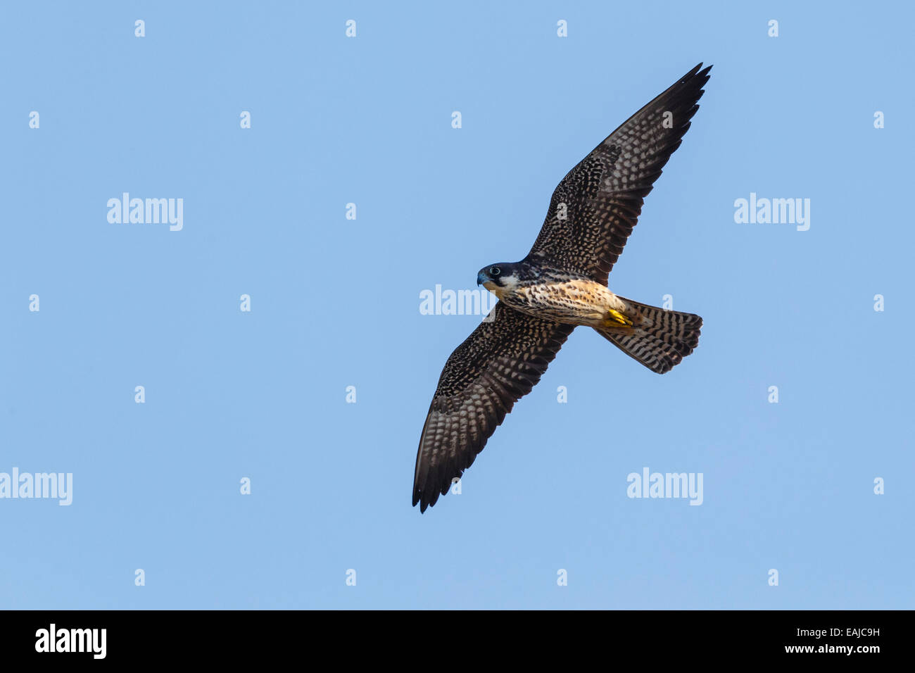 Eleonora's Falcon - Falco eleonorae Stock Photo - Alamy