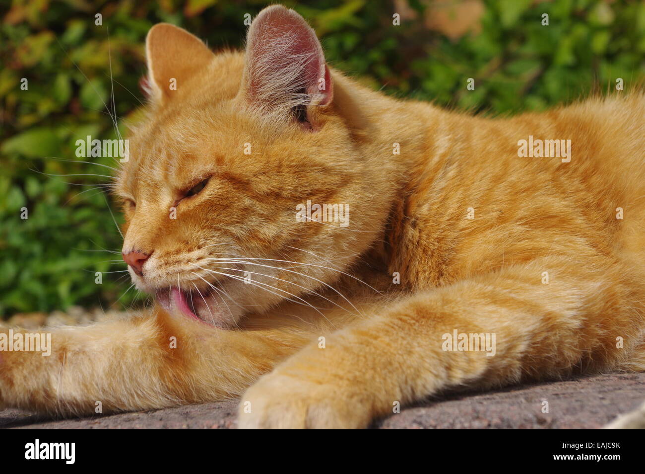 Ginger cat grooming on garden path Stock Photo - Alamy