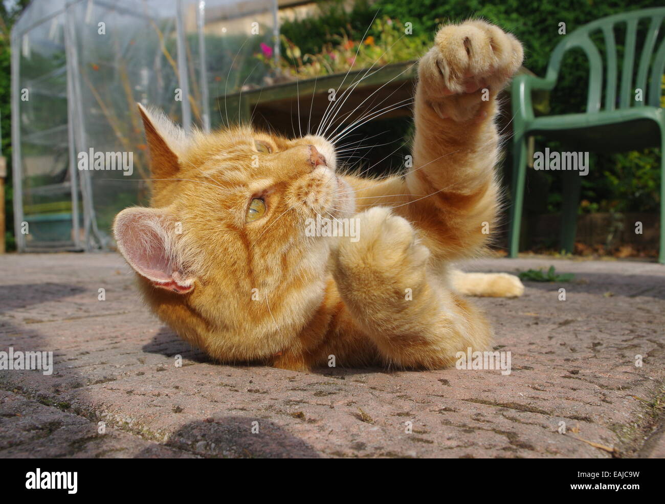 Ginger cat playing on patio Stock Photo - Alamy
